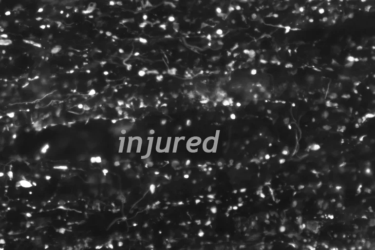 Tools & Models | Wanner Research Lab